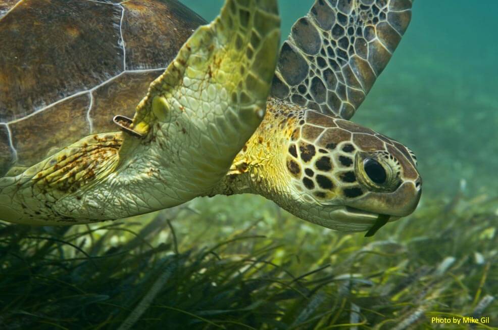 About Seagrass