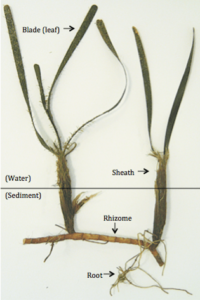 About Seagrass