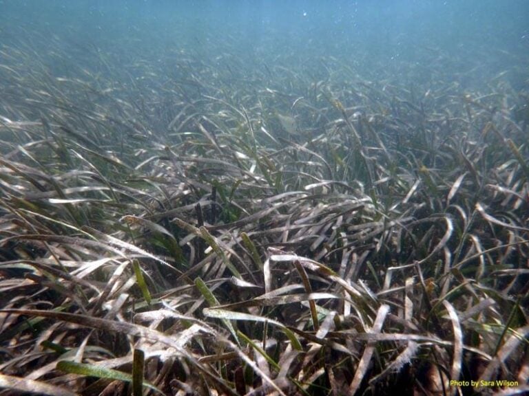 About Seagrass